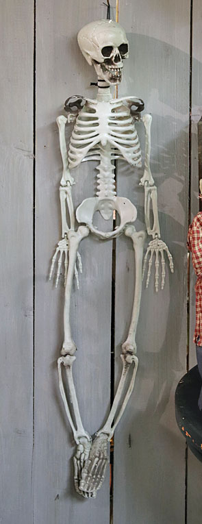 Hanging Halloween Skeleton - 36 Inch